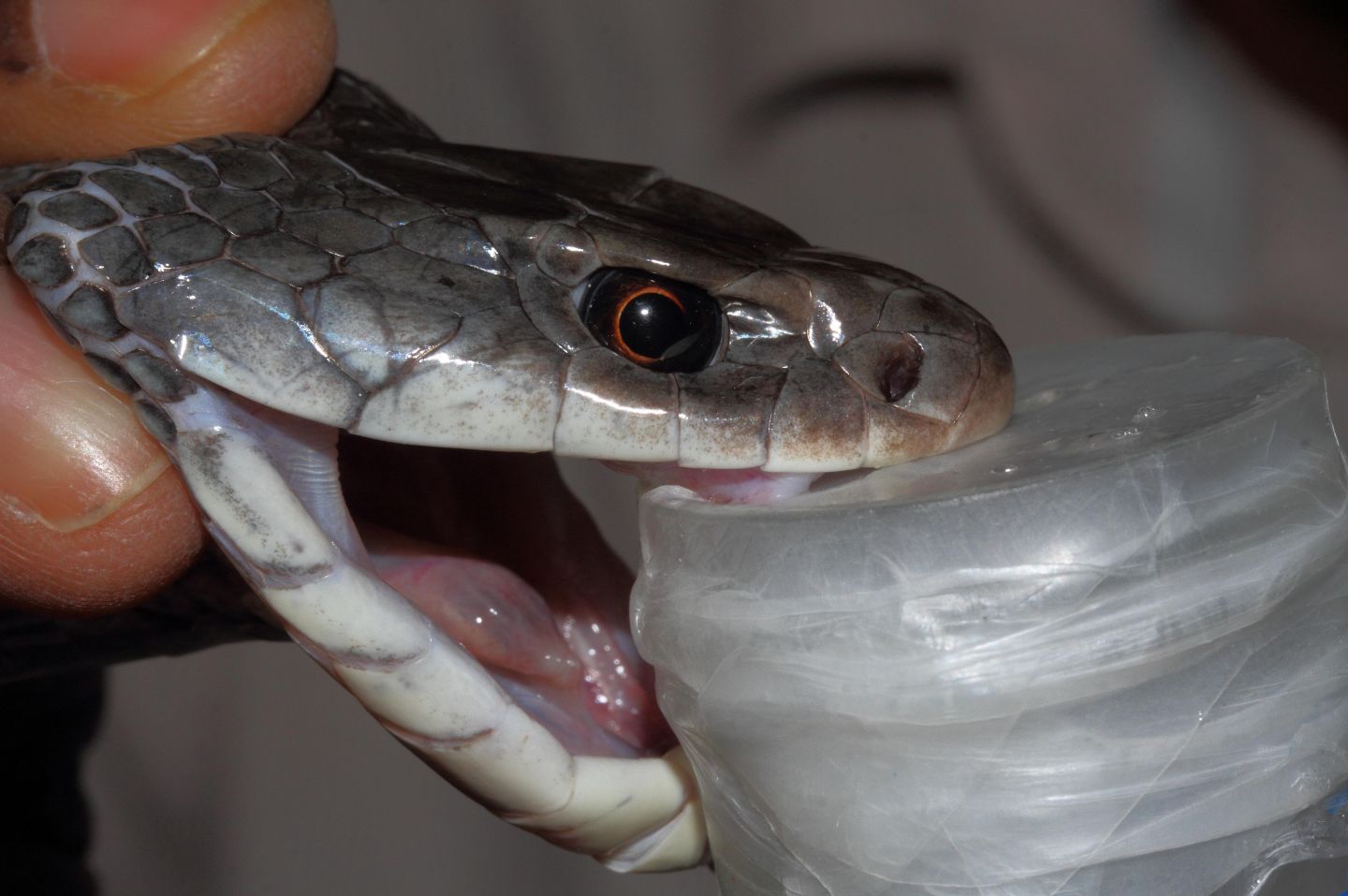Venomous bites: Getting treatment right | Pursuit by the University of ...