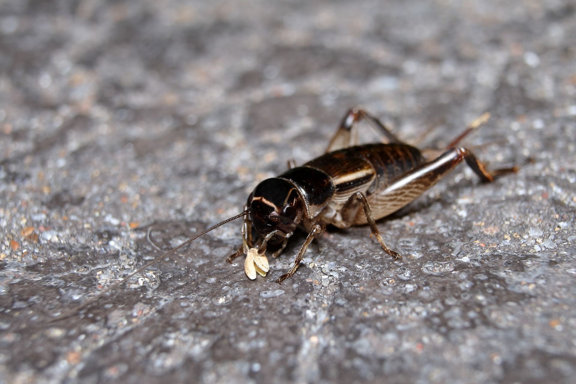 Do you have a chorus of crickets in your backyard? Here’s why | Pursuit ...