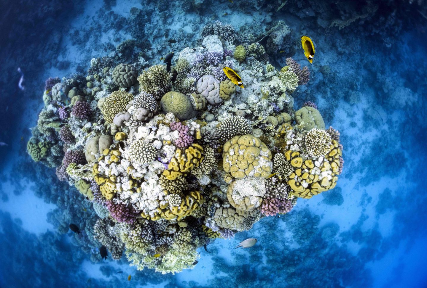 Restoring coral reefs by hedging our bets | Pursuit by the University ...