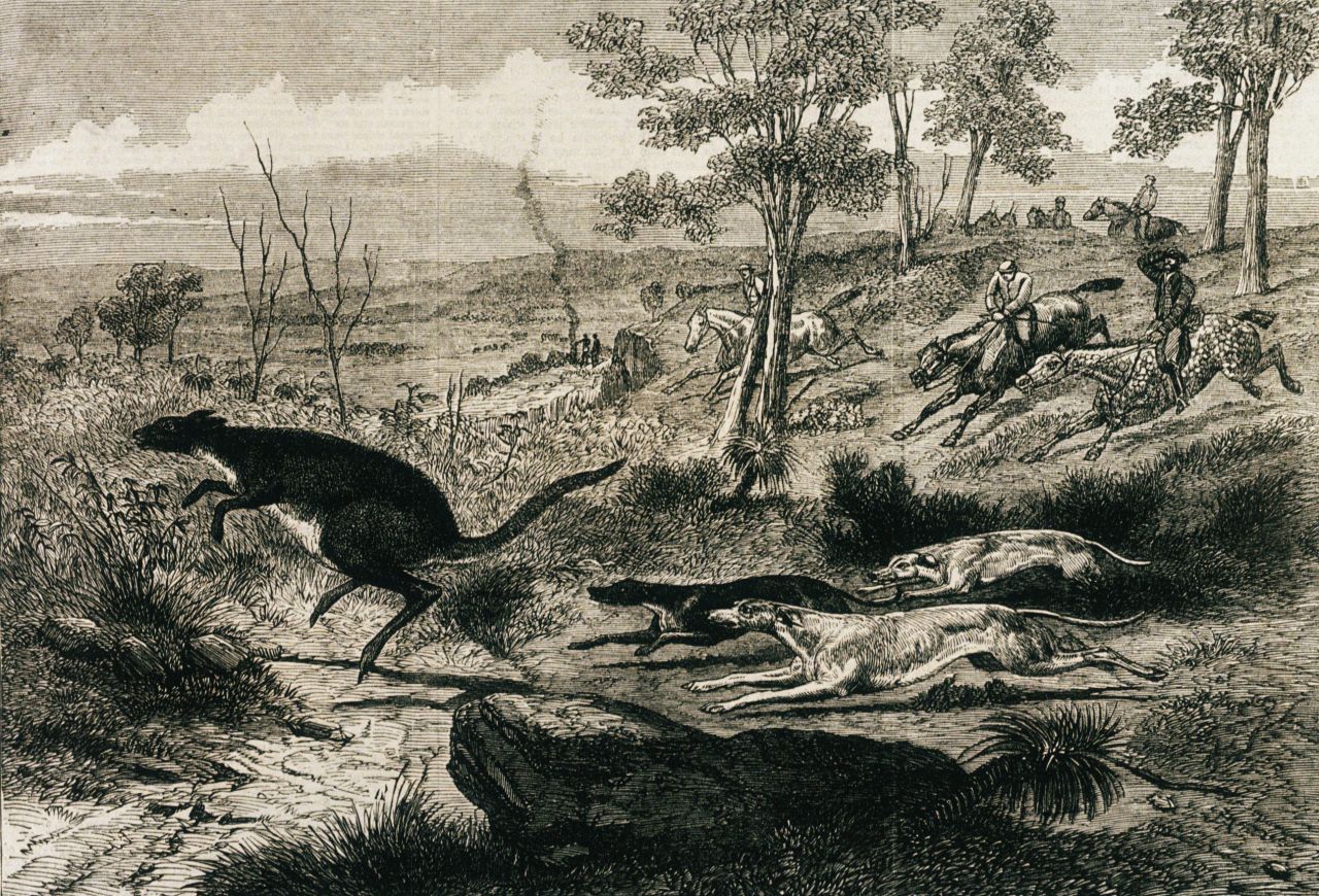 Kangaroo hunting in colonial Australia | Pursuit by the University of ...
